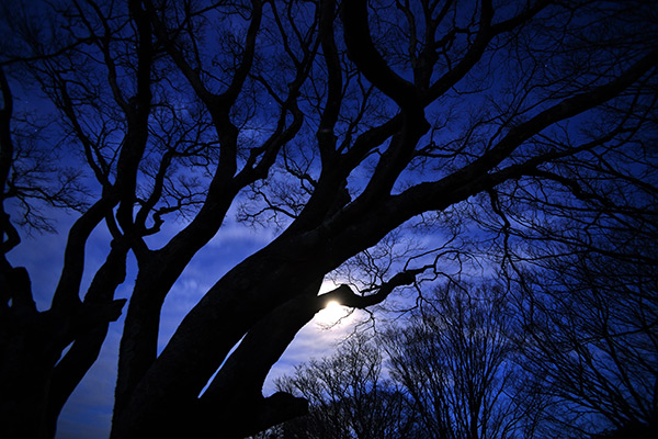 The Hanging Tree - Urban Legends Online